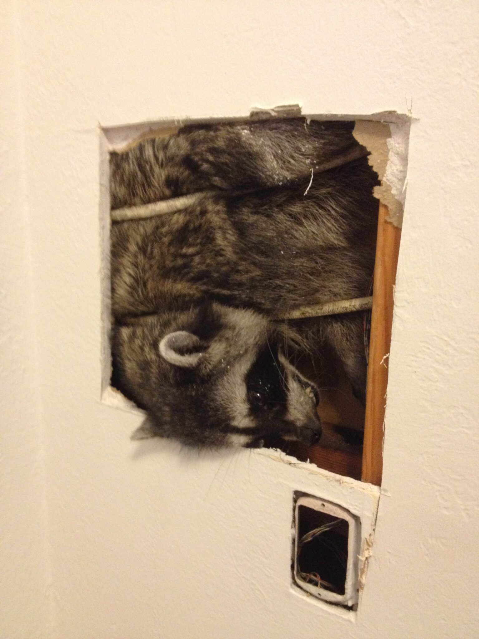 Wild Animals in Attic Folsom, Waste Cleanup, Fix Attic Damage – Thomas ...