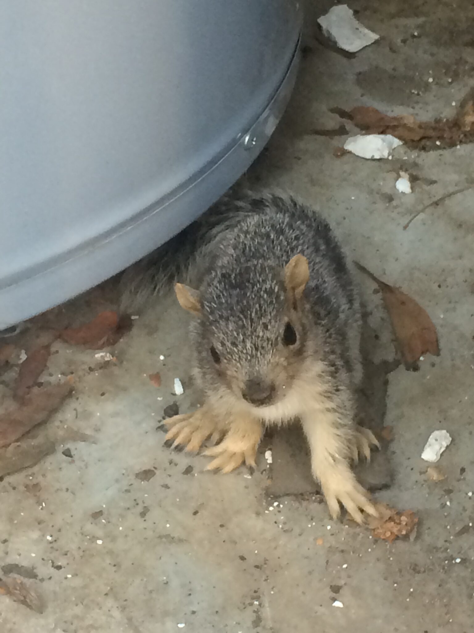 Squirrel Control and Removal – Thomas Wildlife Control