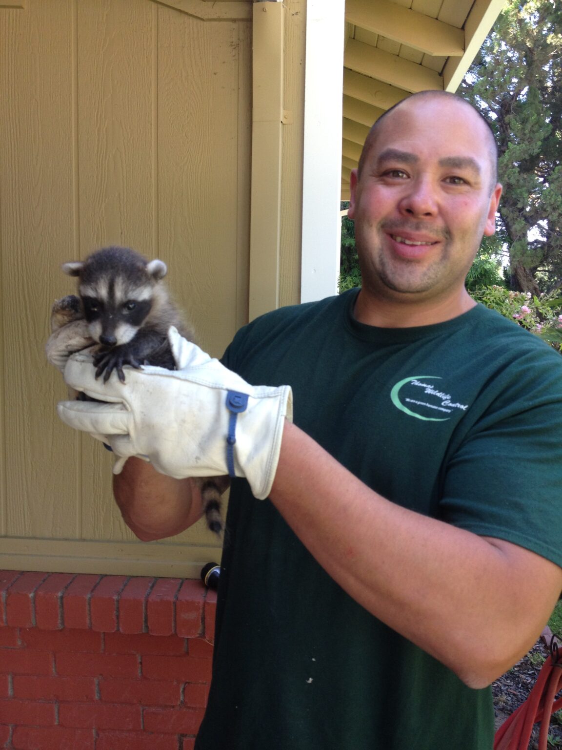 Raccoon Control and Removal – Thomas Wildlife Control