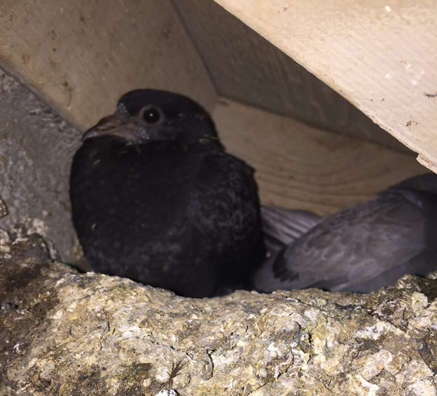 When Birds Come Home to Roost: Navigating Unexpected Avian Intruders ...