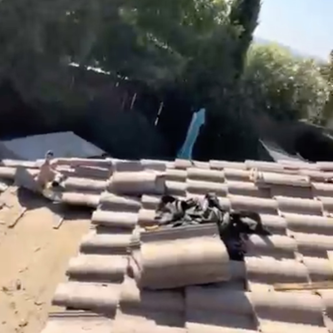 Managing a Persistent Squirrel Infestation: A Homeowner’s Struggle and ...