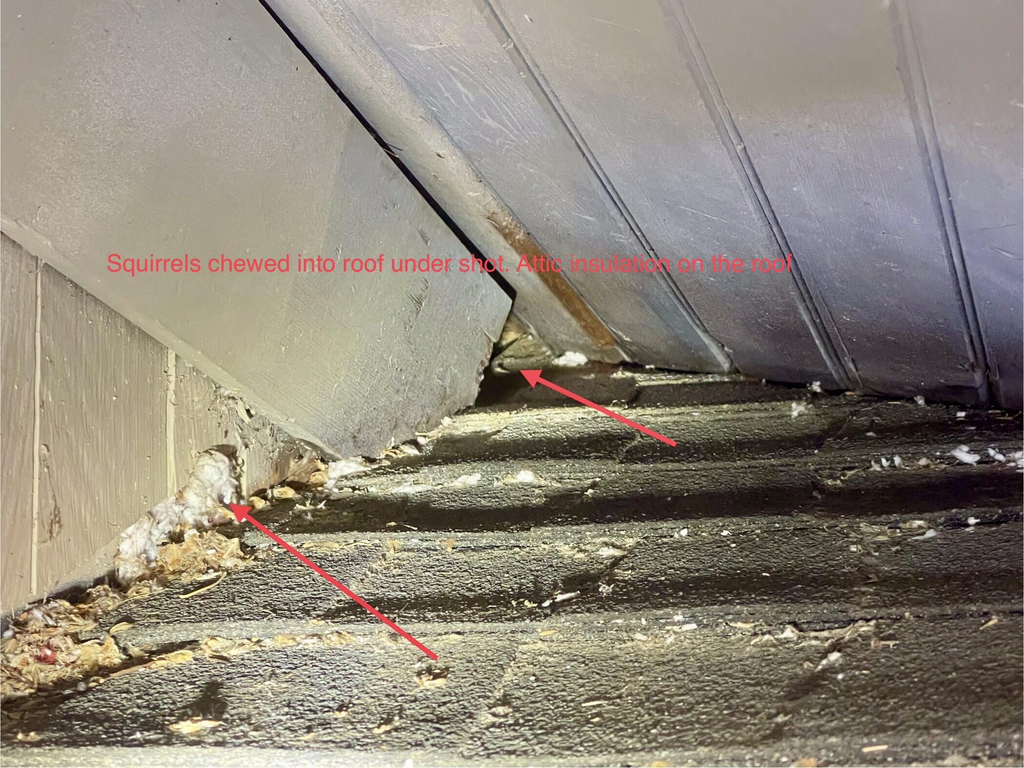 Squirrels Chewing Through Undershot: How a Roseville, CA Homeowner ...