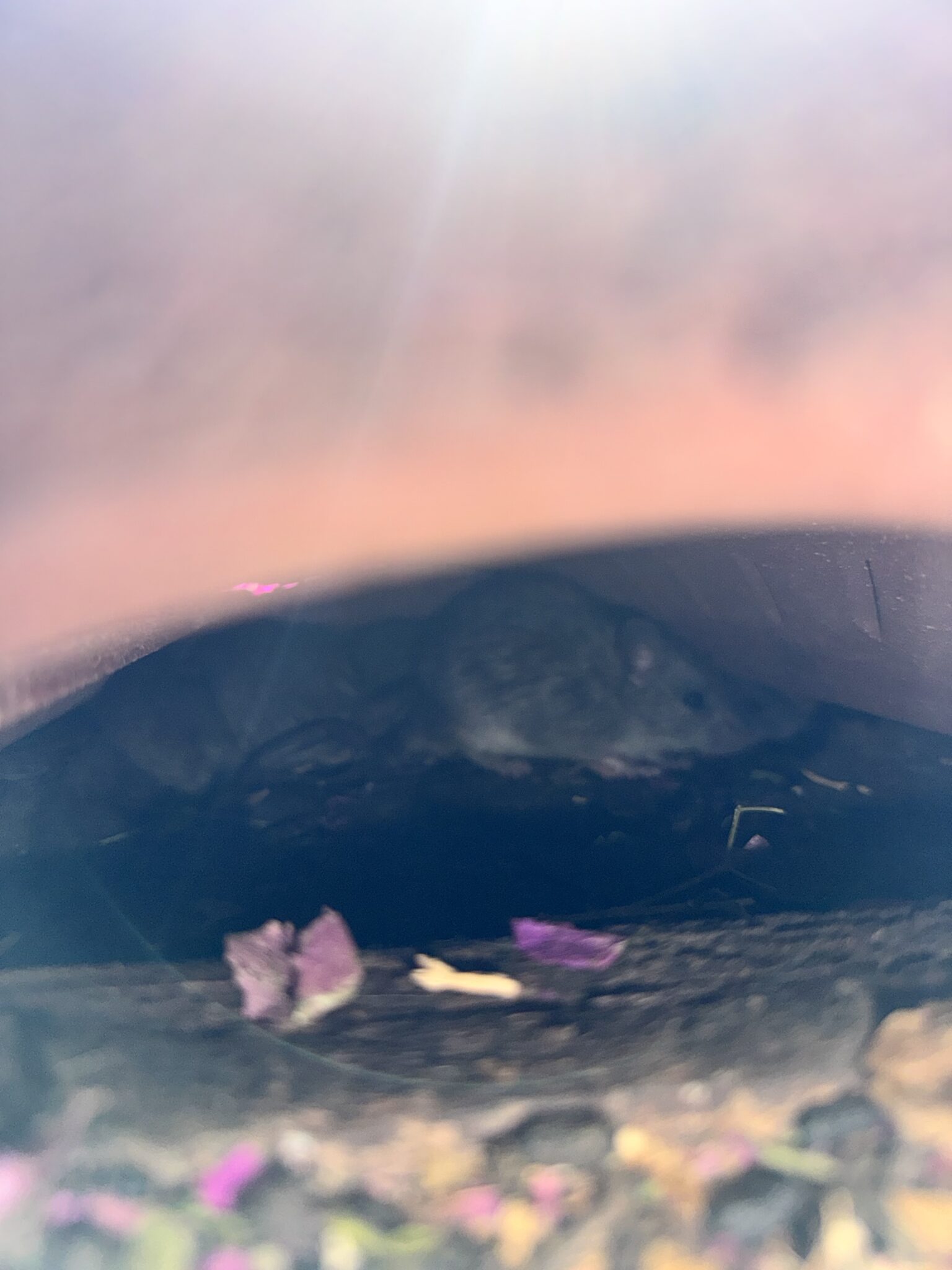 From Roof Racket to Rat-Free: A Folsom Homeowner’s Journey with Thomas ...